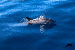 Delfin und Walarten vor La Palma. Der Große Tümmler.