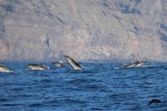 Delfin und Walarten vor La Palma. Der Große Tümmler.